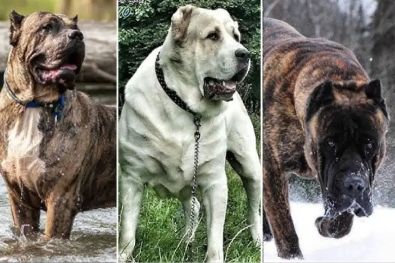 The World’s Most Scary Dogs: 20 Top Guard Breeds – Sidomex Entertainment